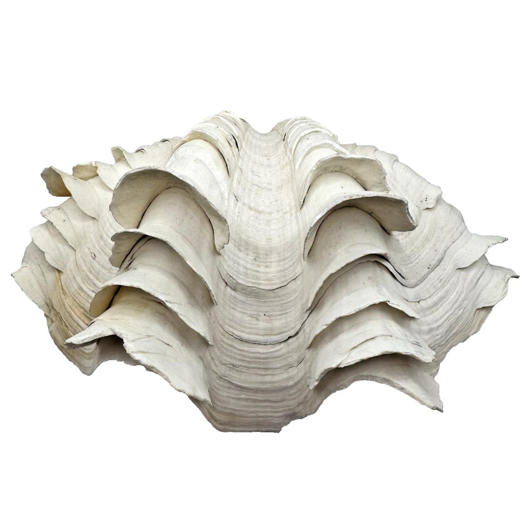 Vtg Genuine Natural Whole Ruffled Clam Shell Tridacna Gigas Ivory 6.5 ...