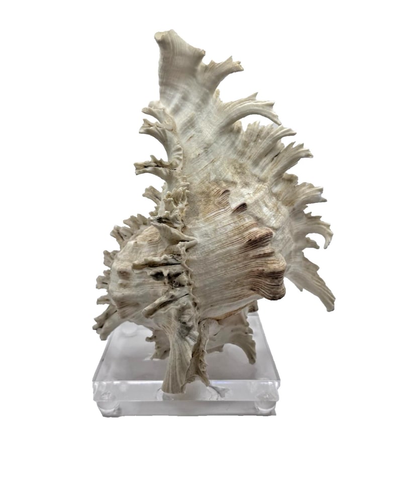 Large Natural Conch Sea Shell: White Murex Ramosus on Base - Etsy