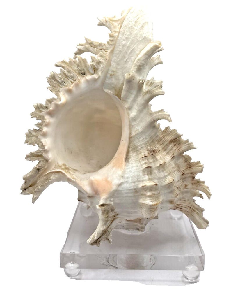 Large Natural Conch Sea Shell: White Murex Ramosus on Base - Etsy