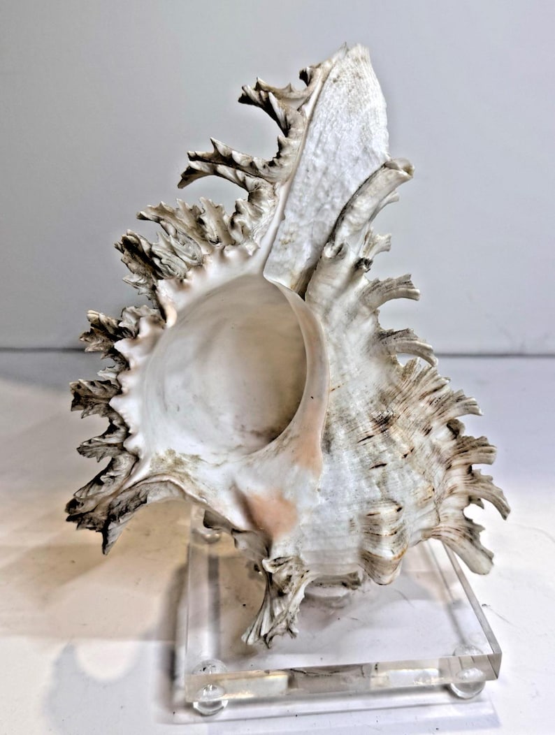 Large Natural Conch Sea Shell: White Murex Ramosus on Base - Etsy