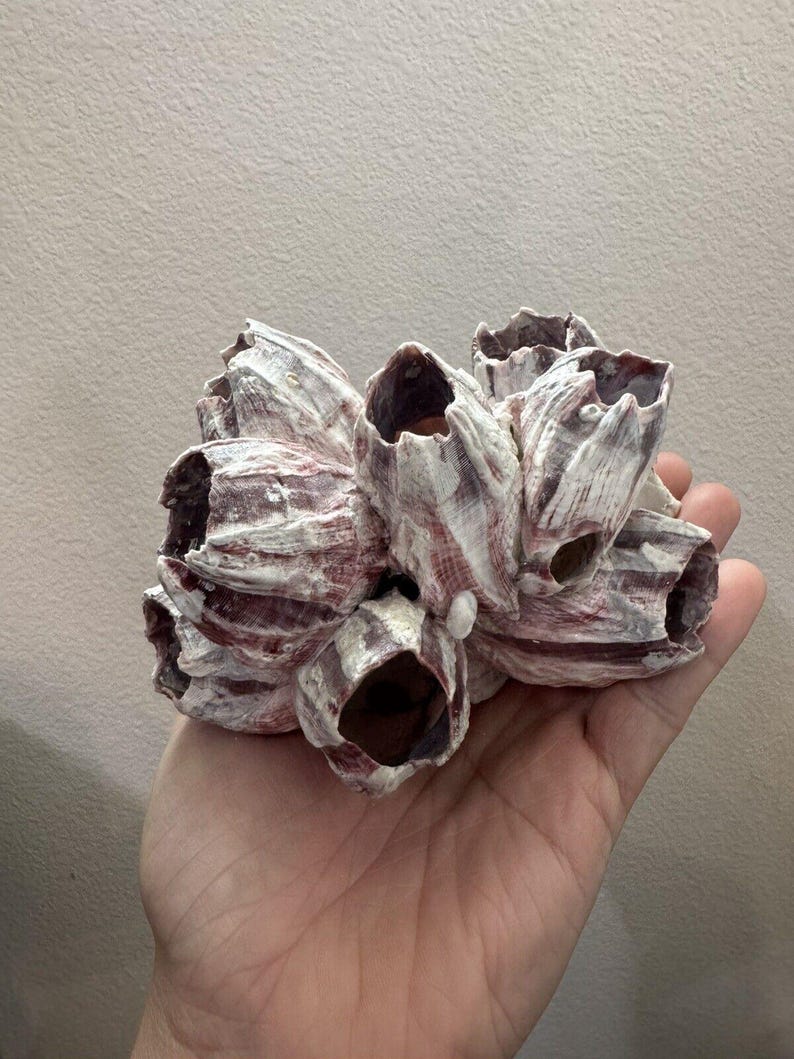 Purple Barnacle Coral Cluster Seashell Reeftank Aquarium Decor - Etsy