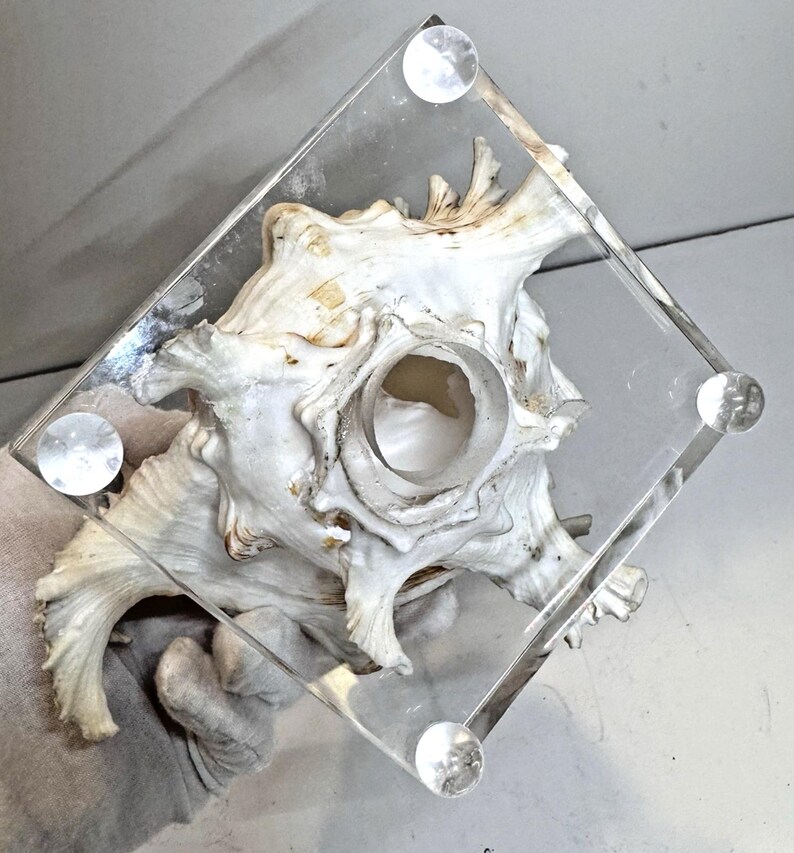 Large Natural Conch Sea Shell: White Murex Ramosus on Base - Etsy