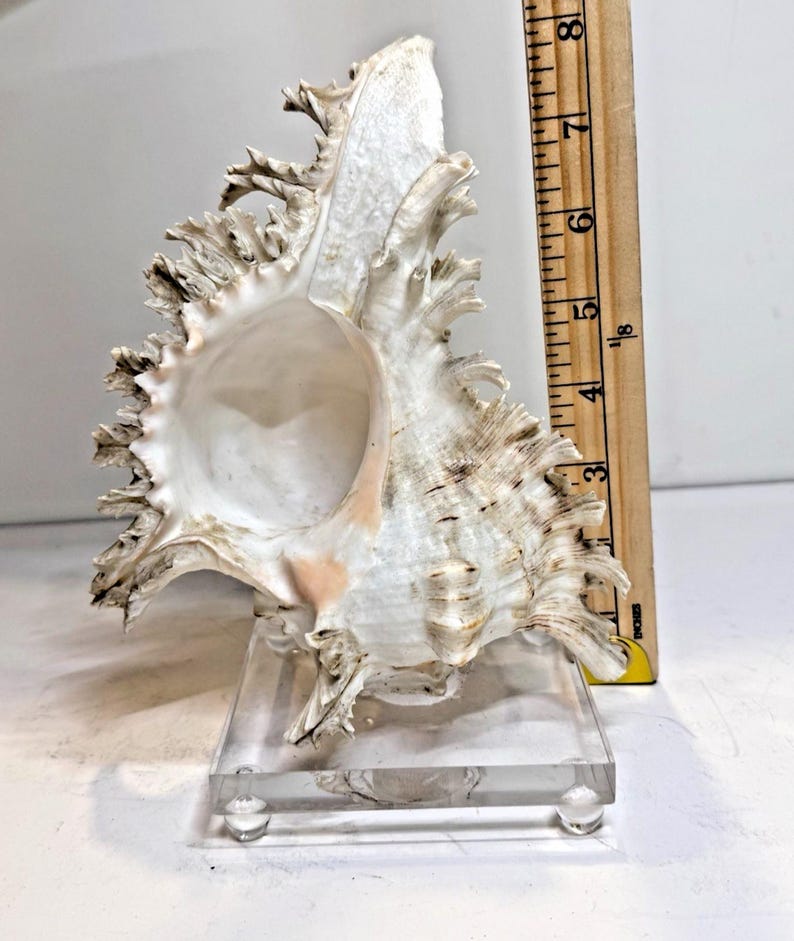 Large Natural Conch Sea Shell: White Murex Ramosus on Base - Etsy
