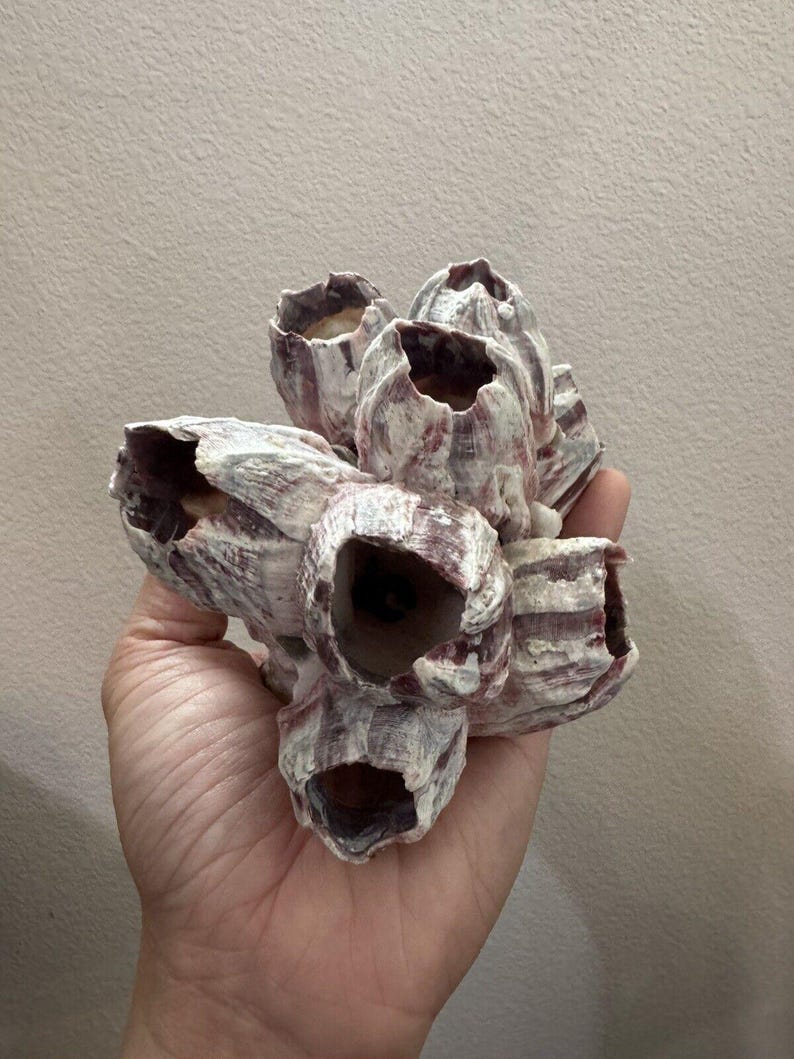 Purple Barnacle Coral Cluster Seashell Reeftank Aquarium Decor - Etsy