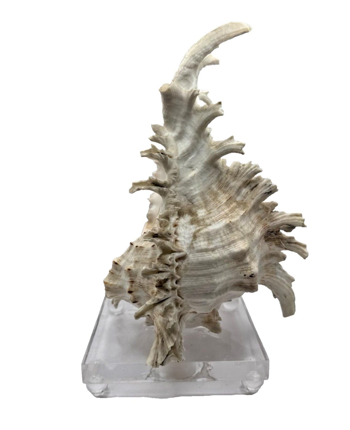 Large Natural Conch Sea Shell: White Murex Ramosus on Base - Etsy