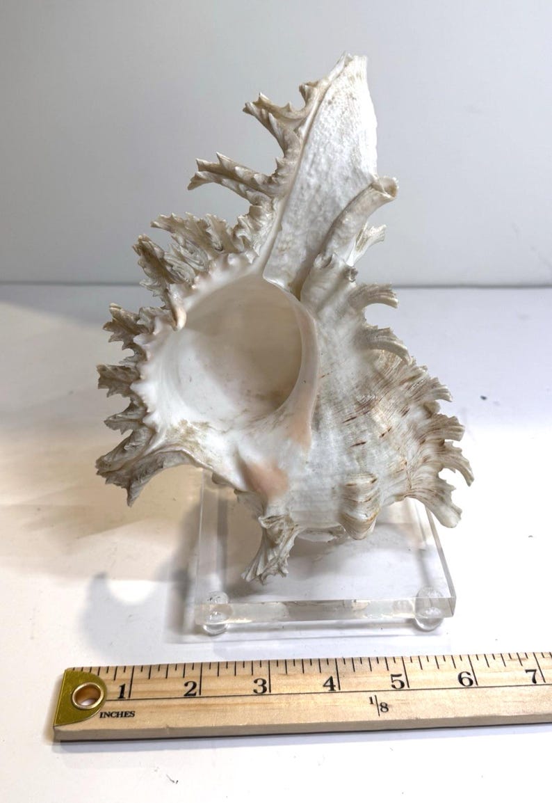 Large Natural Conch Sea Shell: White Murex Ramosus on Base - Etsy