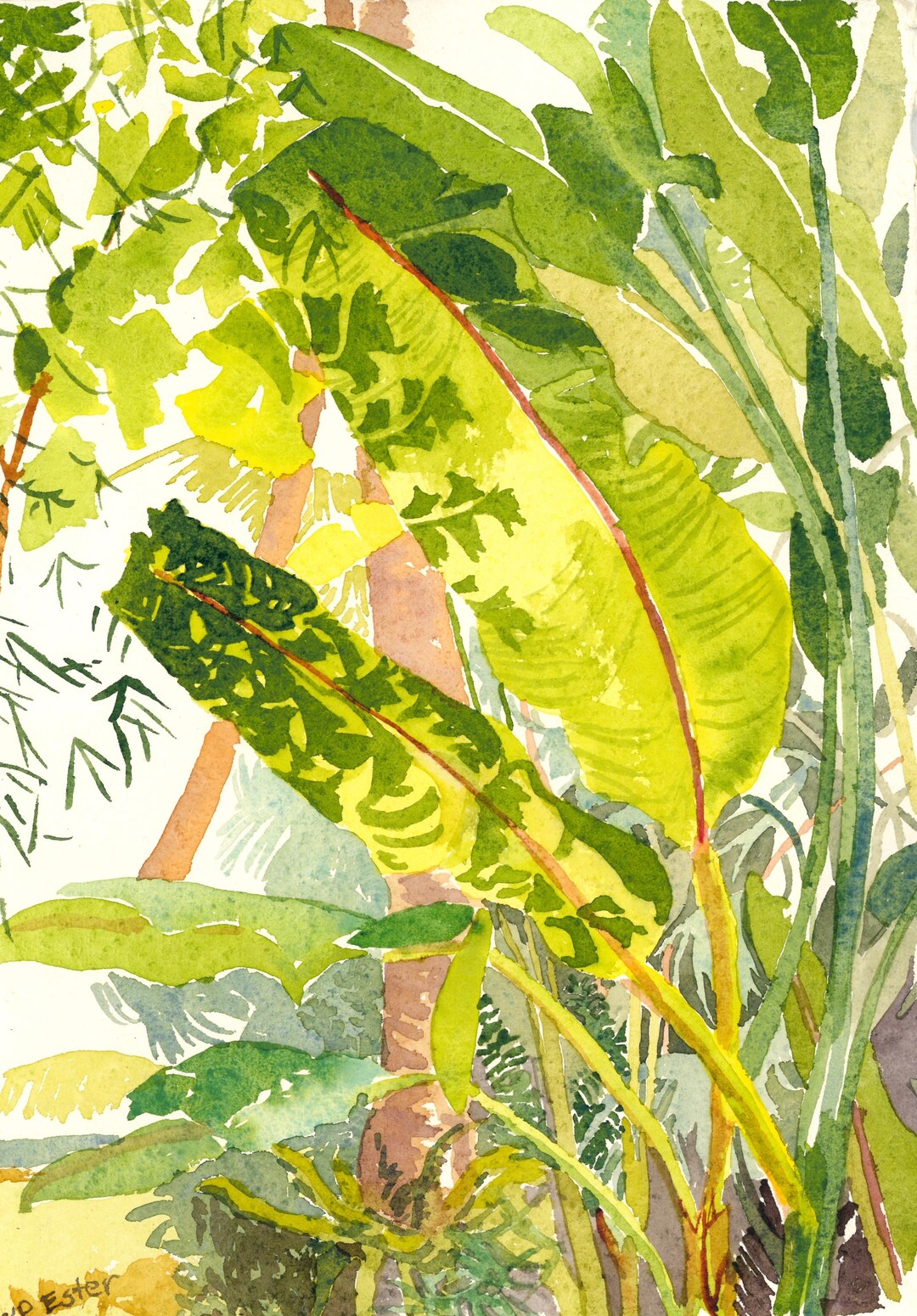 Tropical Banana Leaf Watercolor – Leaves and Shadows, Jungle Botanical ...