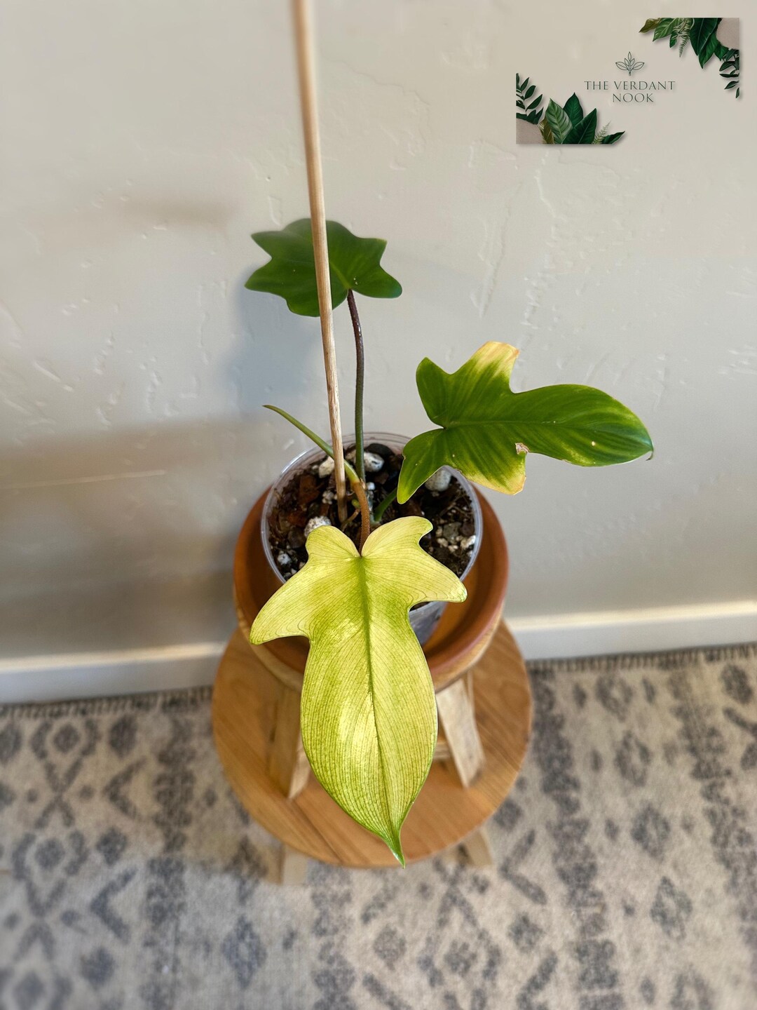 Florida Ghost Philodendron Rare Variegated 4” House Plant - Etsy