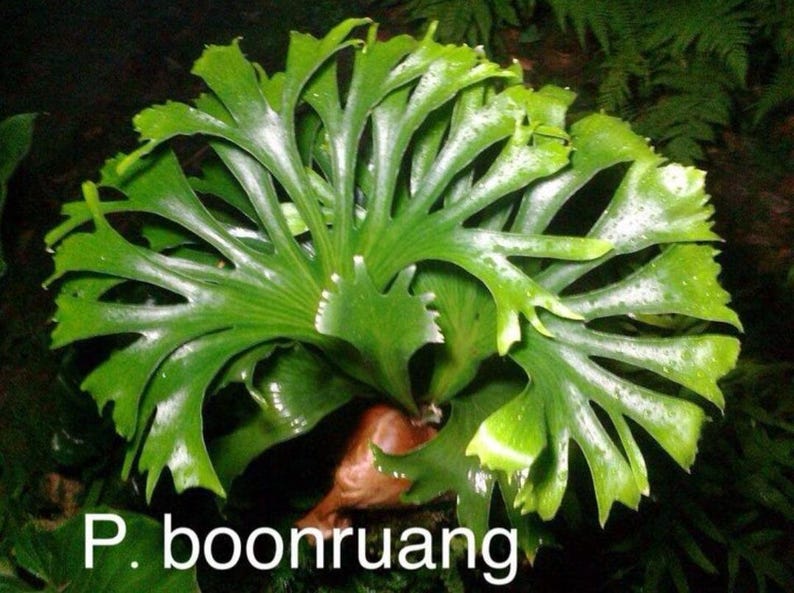 Platycerium Boonrueng Sporeling by I Love Ferns Nursery - Etsy