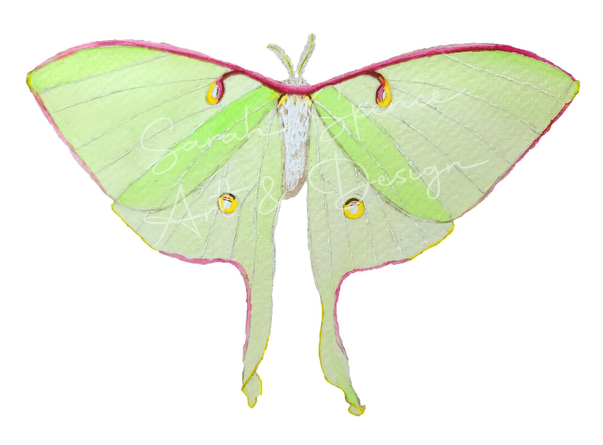 Luna Moth Original Watercolor Art Print / Watercolor Art / Luna Moth ...