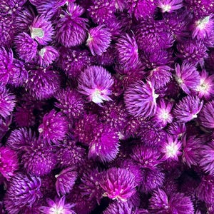 Dried Gomphrena, Globus Amaranth Flower Heads - Etsy