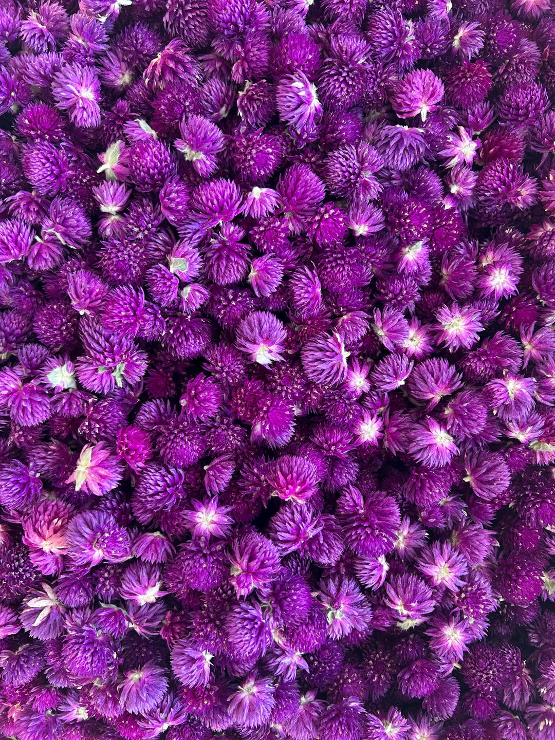 Dried Gomphrena, Globus Amaranth Flower Heads - Etsy