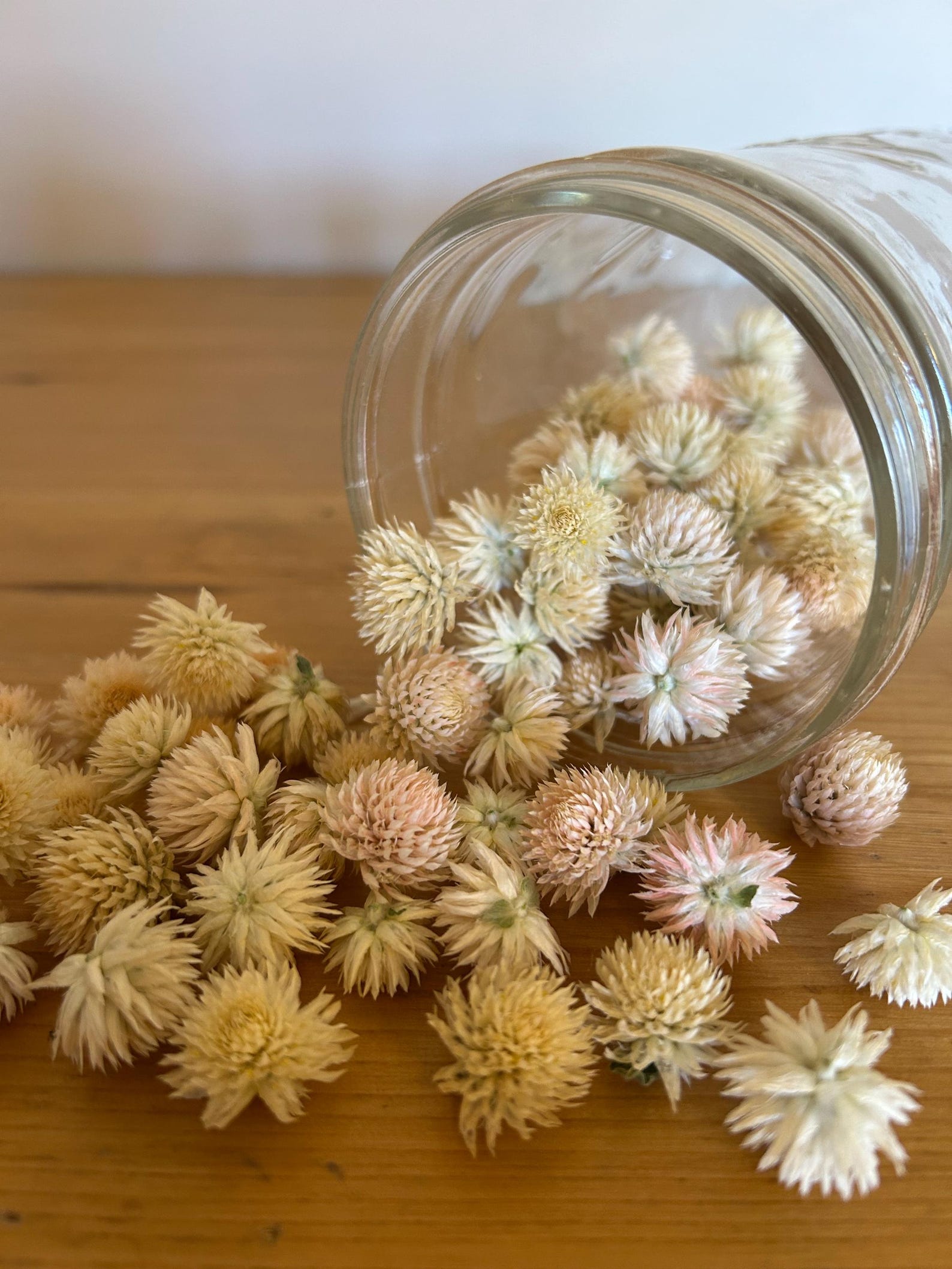 Dried Gomphrena, Globus Amaranth Flower Heads - Etsy
