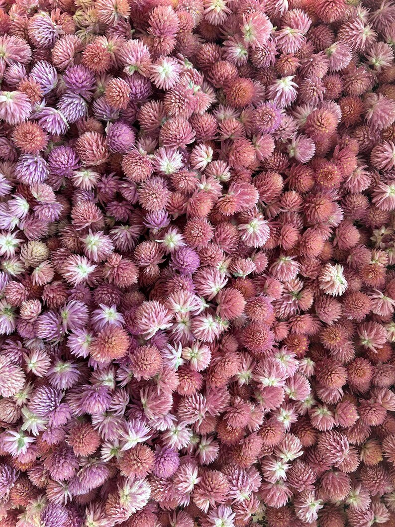 Dried Gomphrena, Globus Amaranth Flower Heads - Etsy