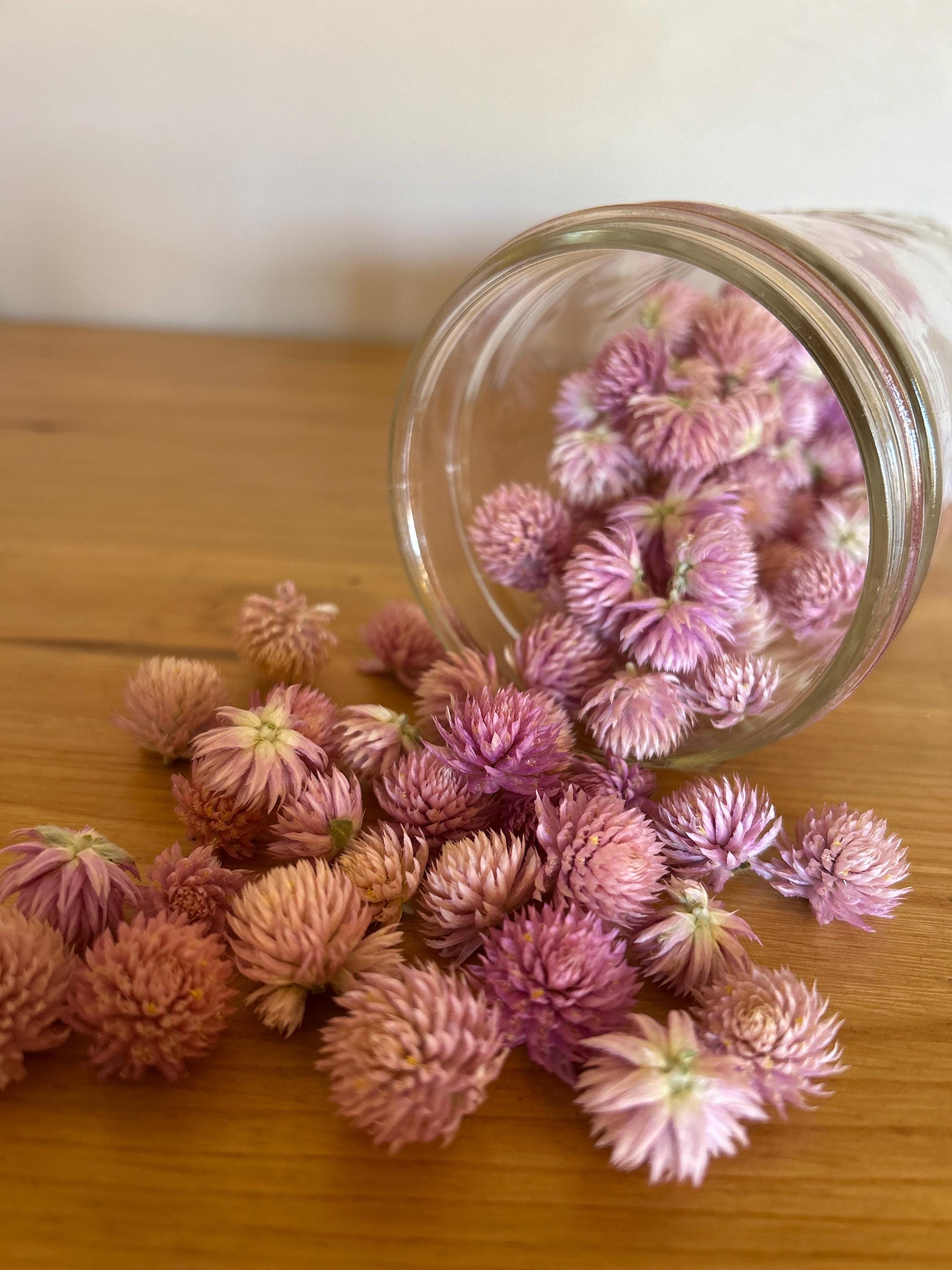 Dried Gomphrena, Globus Amaranth Flower Heads - Etsy