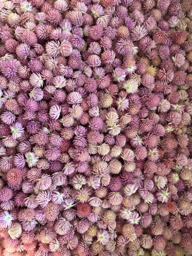 Dried Gomphrena, Globus Amaranth Flower Heads - Etsy