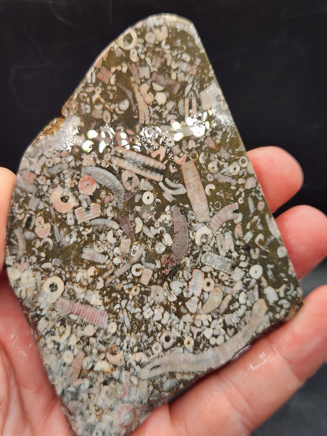 Pink Crinoid Slabs (unpolished) - Etsy