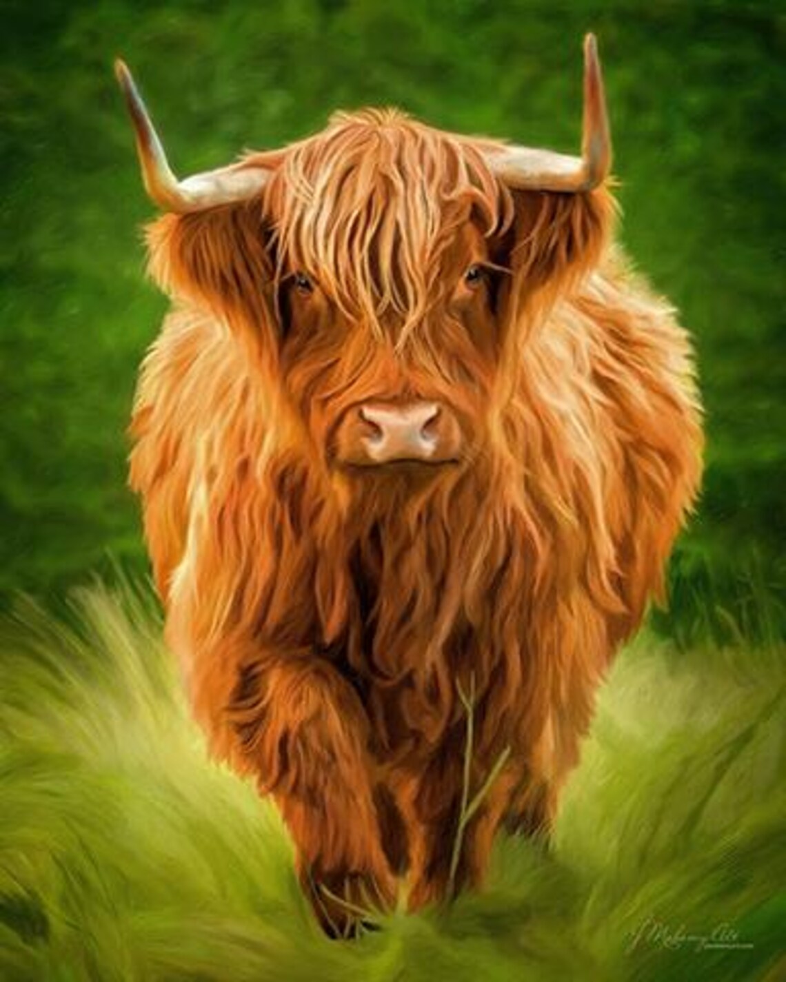 Highlander Coos Photo Art Print - Beautiful Photo Painted Wall Art ...