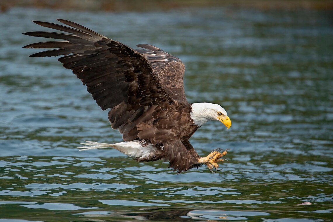 Bald Eagle 1 Catching Fish Photo – Wildlife Nature Photography Print ...