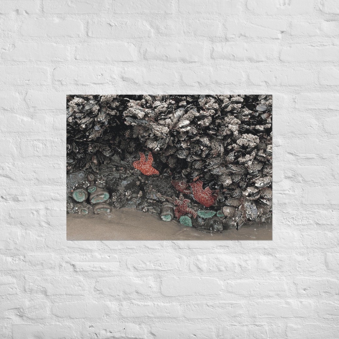 Ocean Beach Scene Poster – Barnacled Rock With Starfish & Sea Urchins ...