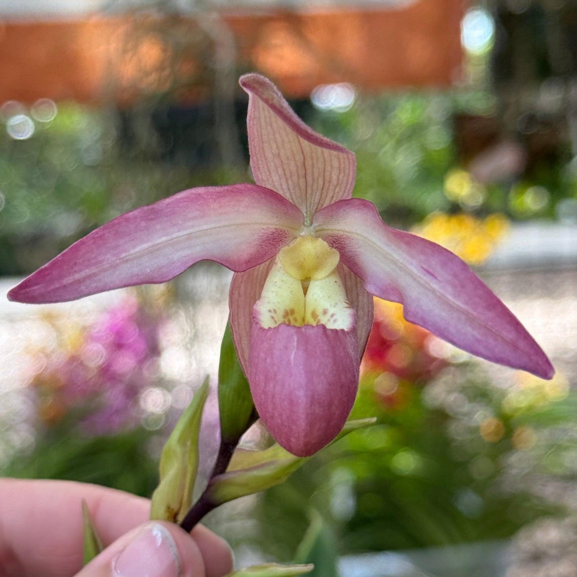 Phragmipedium QF Long Tower (seymour Tower X Longifolium) - Etsy