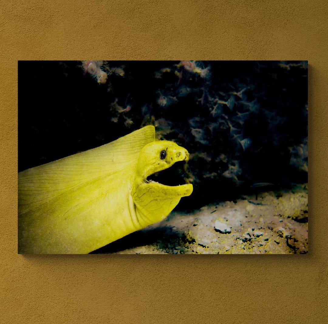 Moray Eel Metal Photo Print - Underwater Wildlife Photography Wall Art ...