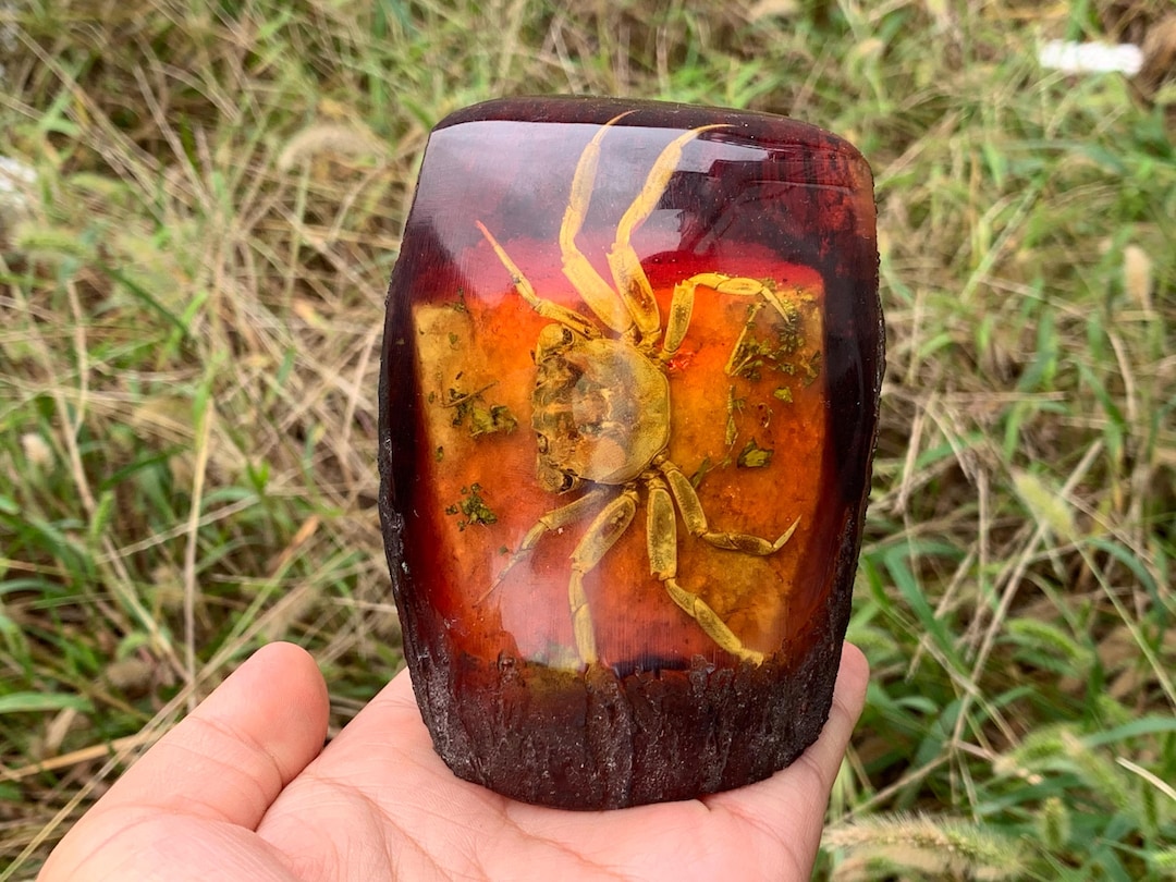 Resin Crab Specimen: Baltic Insect Fossil (3.9") - Etsy