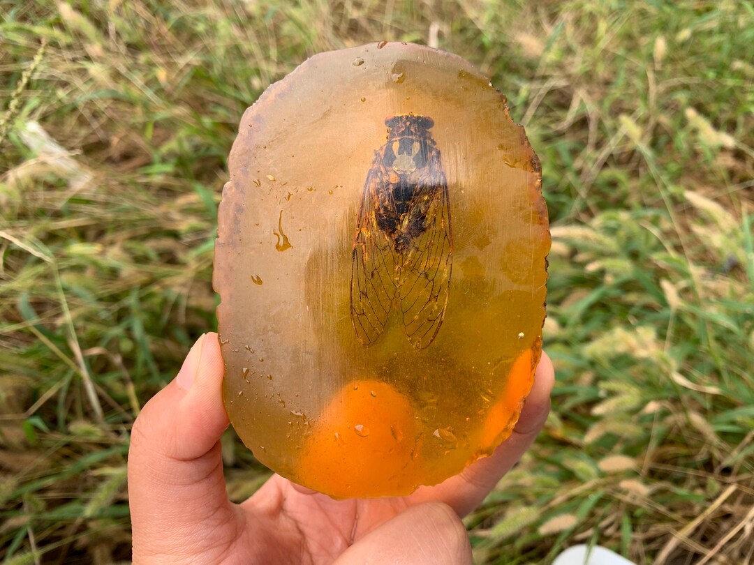 Resin Cicada Skull: Hand Carved Quartz Crystal, Home Decor Random 1pc ...