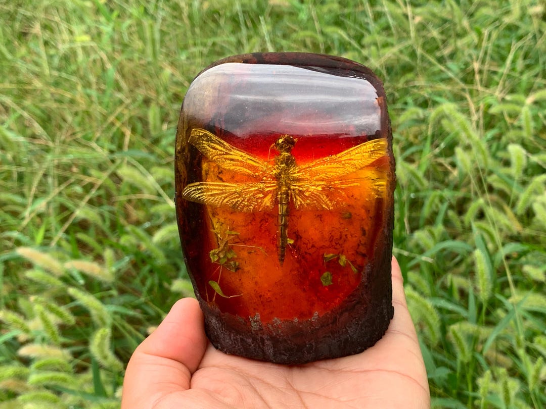 3.9''+ Resin Specimen, Dragonfly,dragonfly Skull,home Decoration Gifts ...