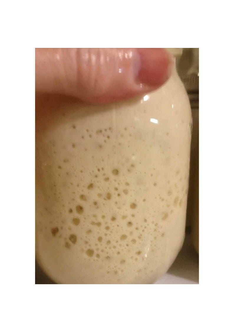 Abbey Active Sourdough Starter, 25 Grams, EST 1852. First Flour Feed ...