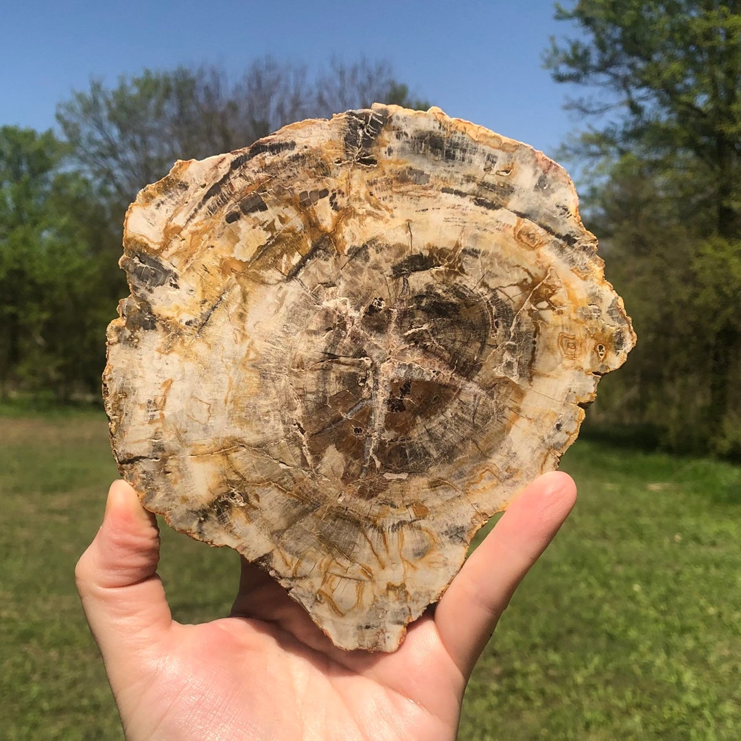 Petrified Wood Slices and Slabs for Grounding, Display, Decor ...