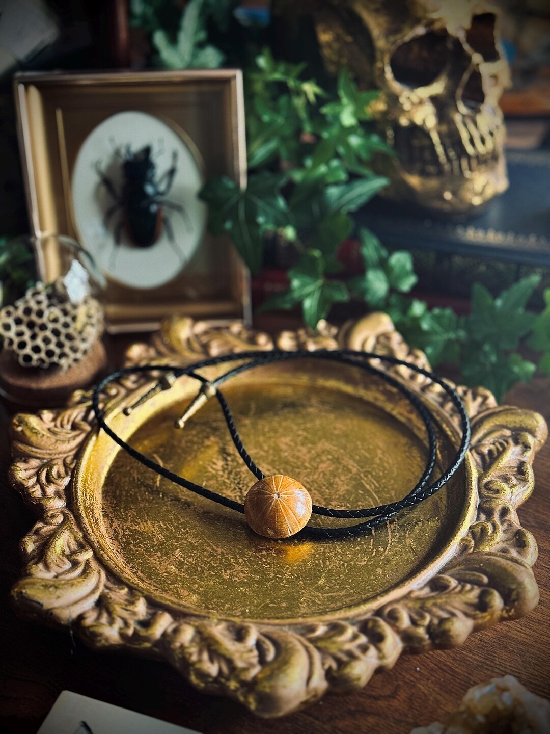 Fossilized Sand Dollar Bolo Tie - Etsy