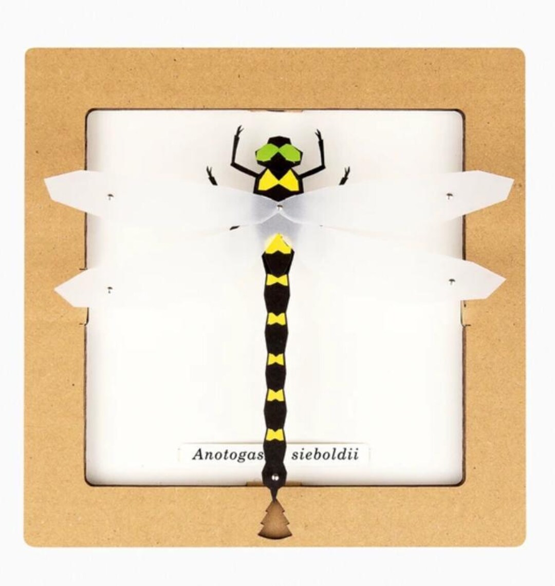 Japanese Dragonfly Paper Craft Kit – 3D Insect Specimen Display - Etsy