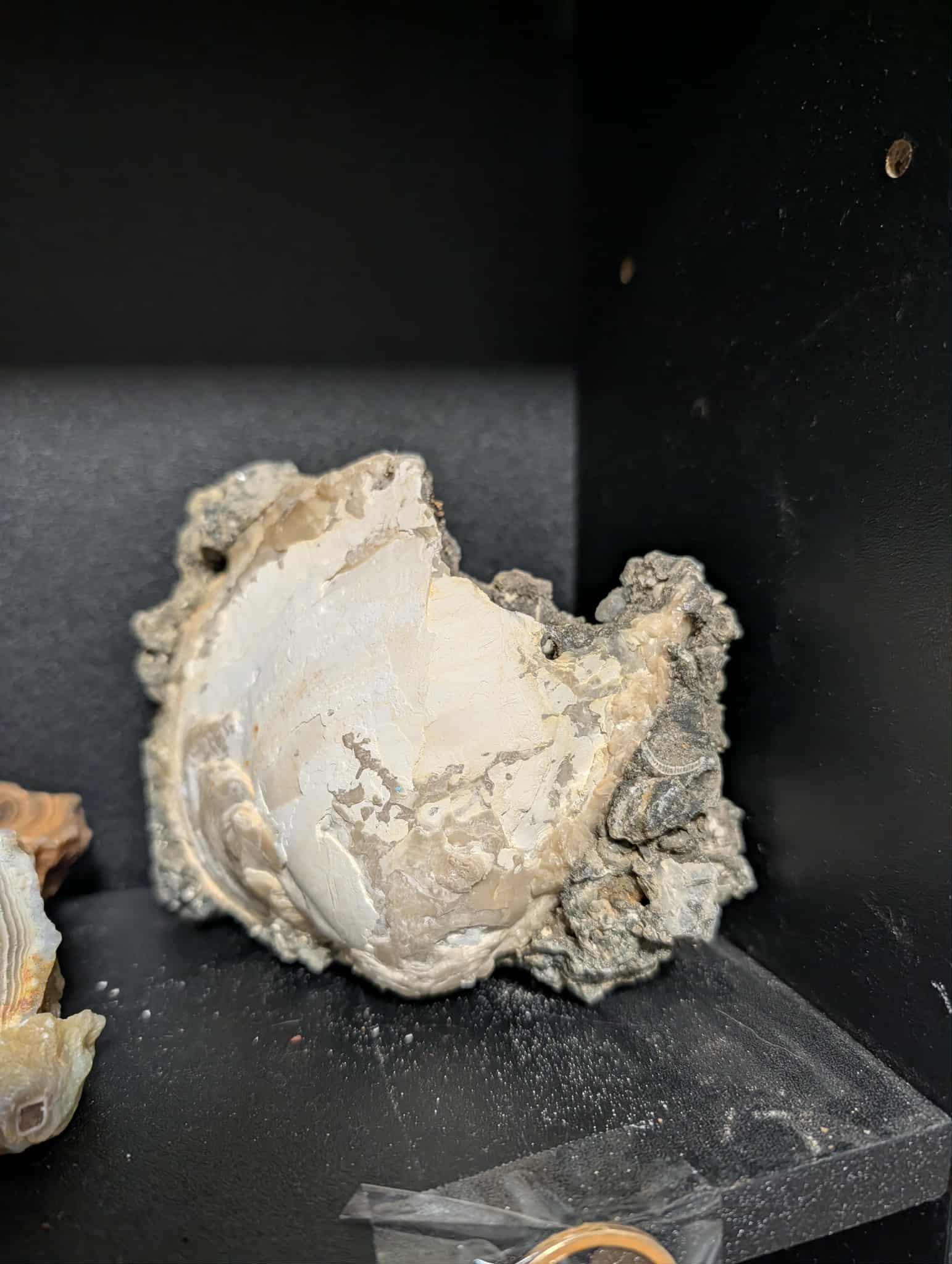 Large Fossilized Clam Specimen | Florida Fossils | Fort Drum Ancient ...