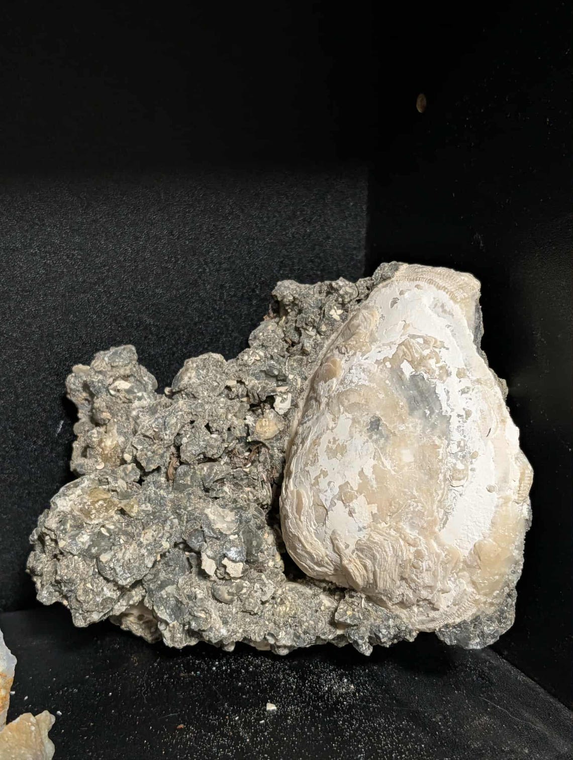 Large Fossilized Clam Specimen | Florida Fossils | Fort Drum Ancient ...