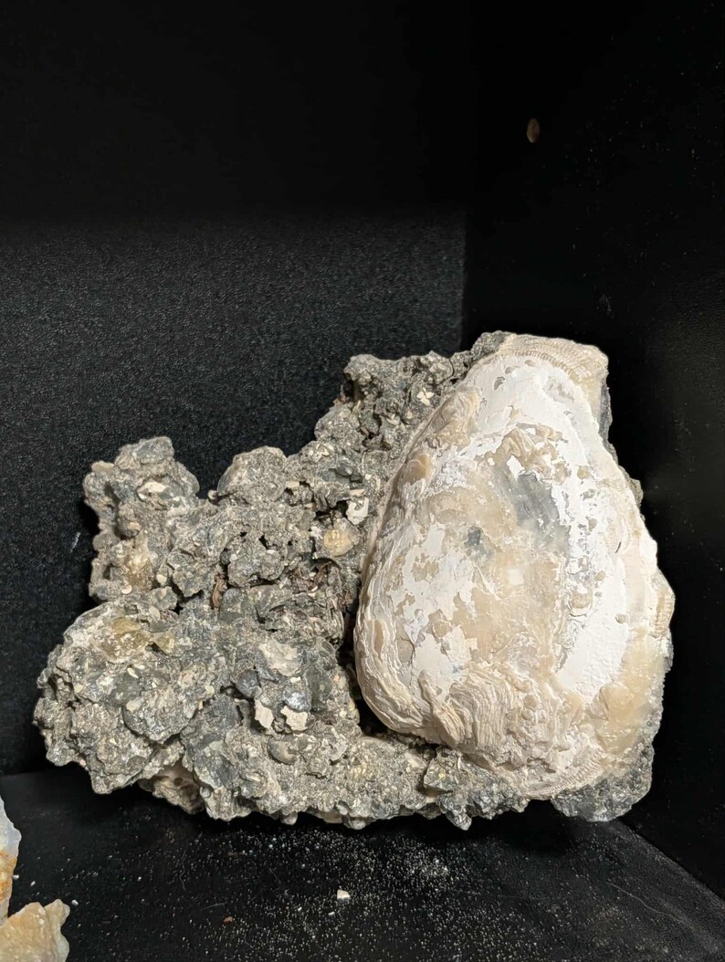 Large Fossilized Clam Specimen | Florida Fossils | Fort Drum Ancient ...