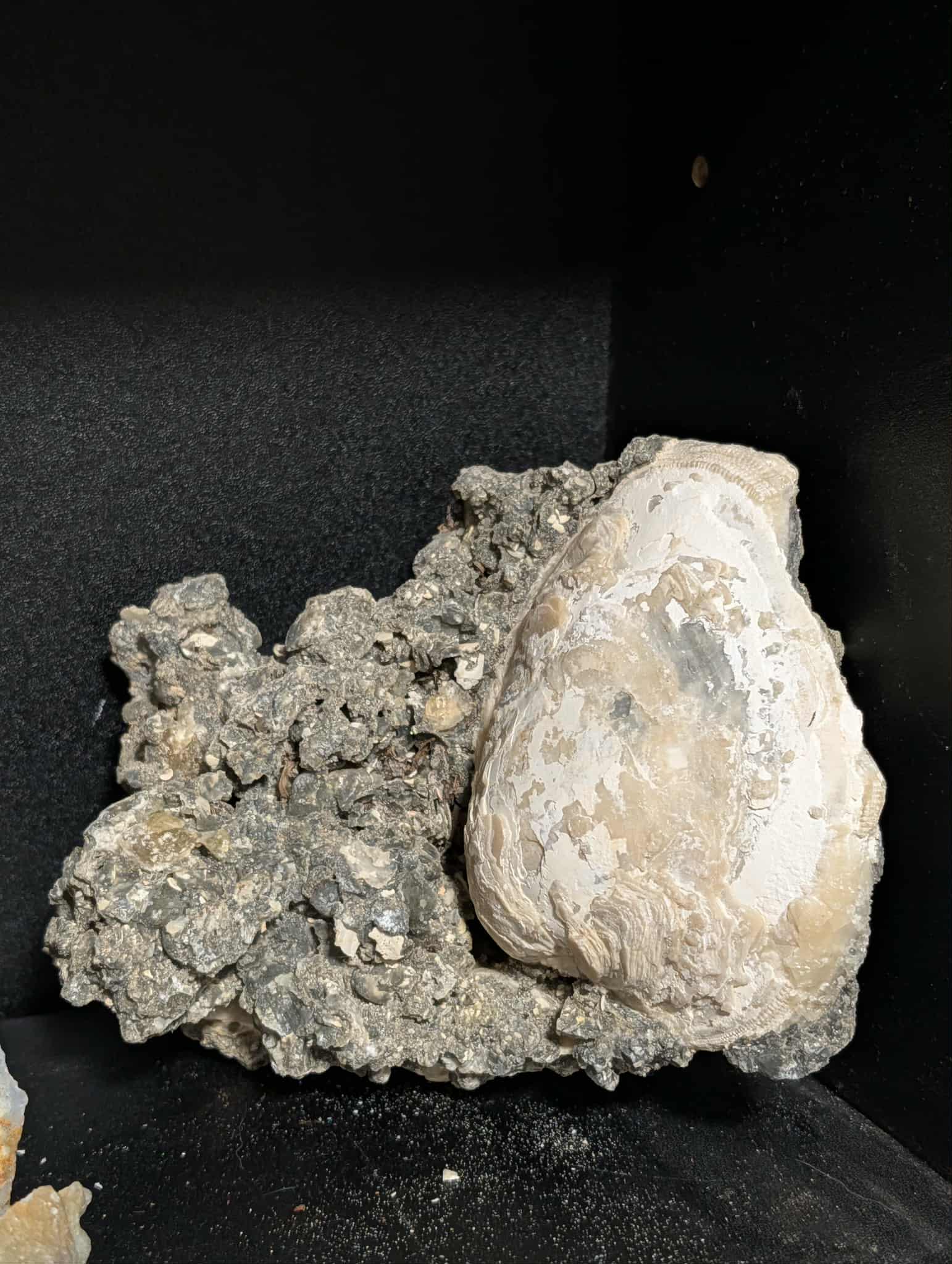 Large Fossilized Clam Specimen | Florida Fossils | Fort Drum Ancient ...