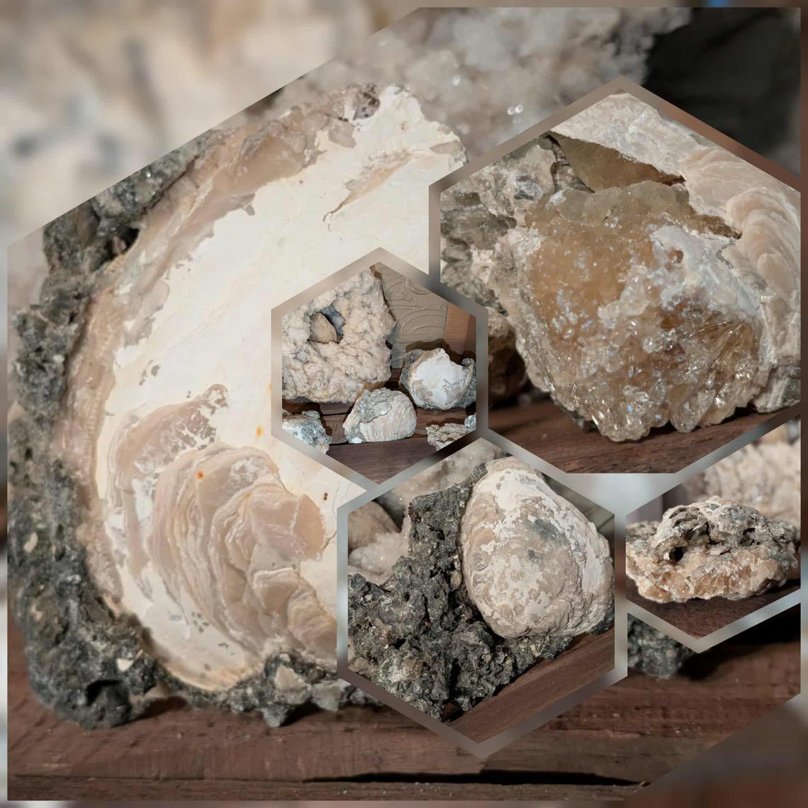 Large Fossilized Clam Specimen | Florida Fossils | Fort Drum Ancient ...