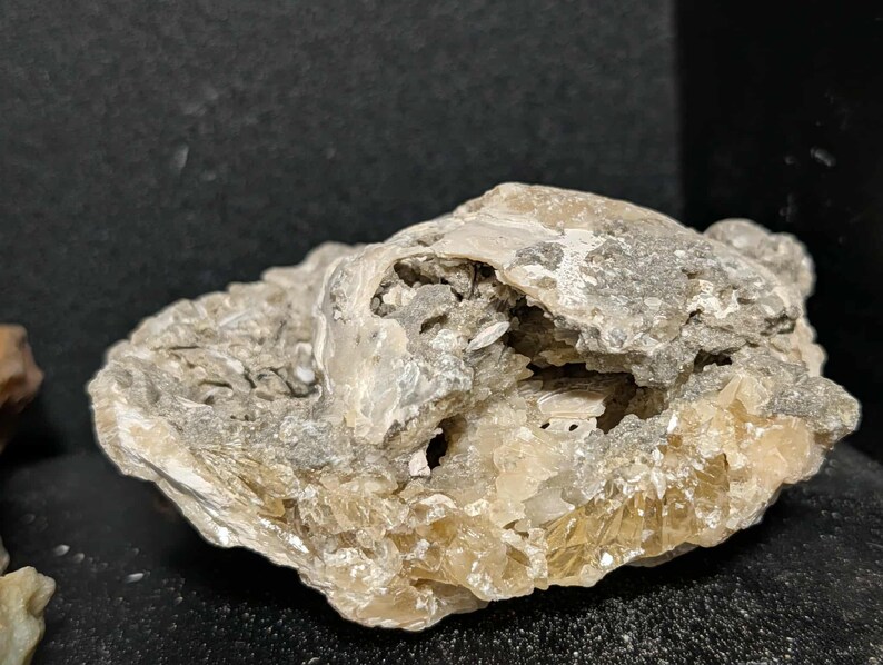 Large Fossilized Clam Specimen | Florida Fossils | Fort Drum Ancient ...