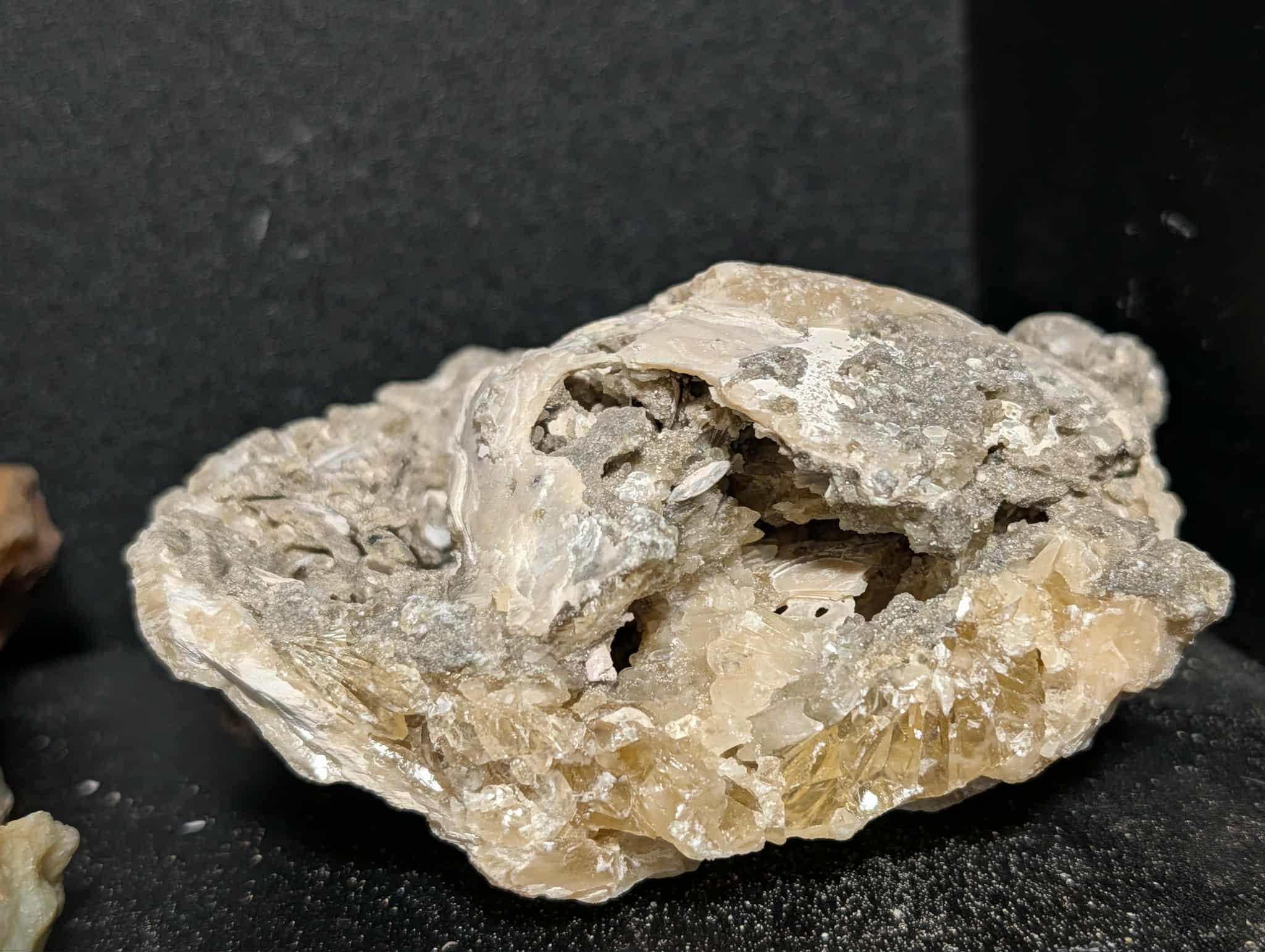 Large Fossilized Clam Specimen | Florida Fossils | Fort Drum Ancient ...