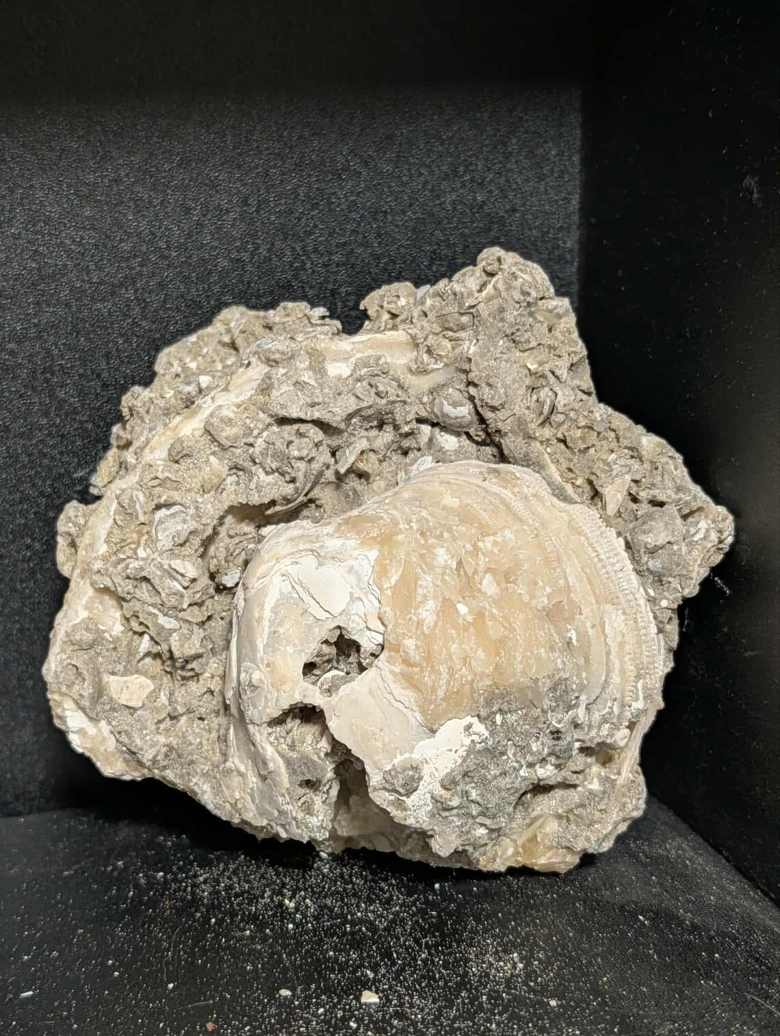 Large Fossilized Clam Specimen | Florida Fossils | Fort Drum Ancient ...