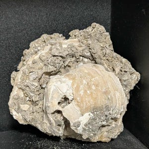 Large Fossilized Clam Specimen | Florida Fossils | Fort Drum Ancient ...