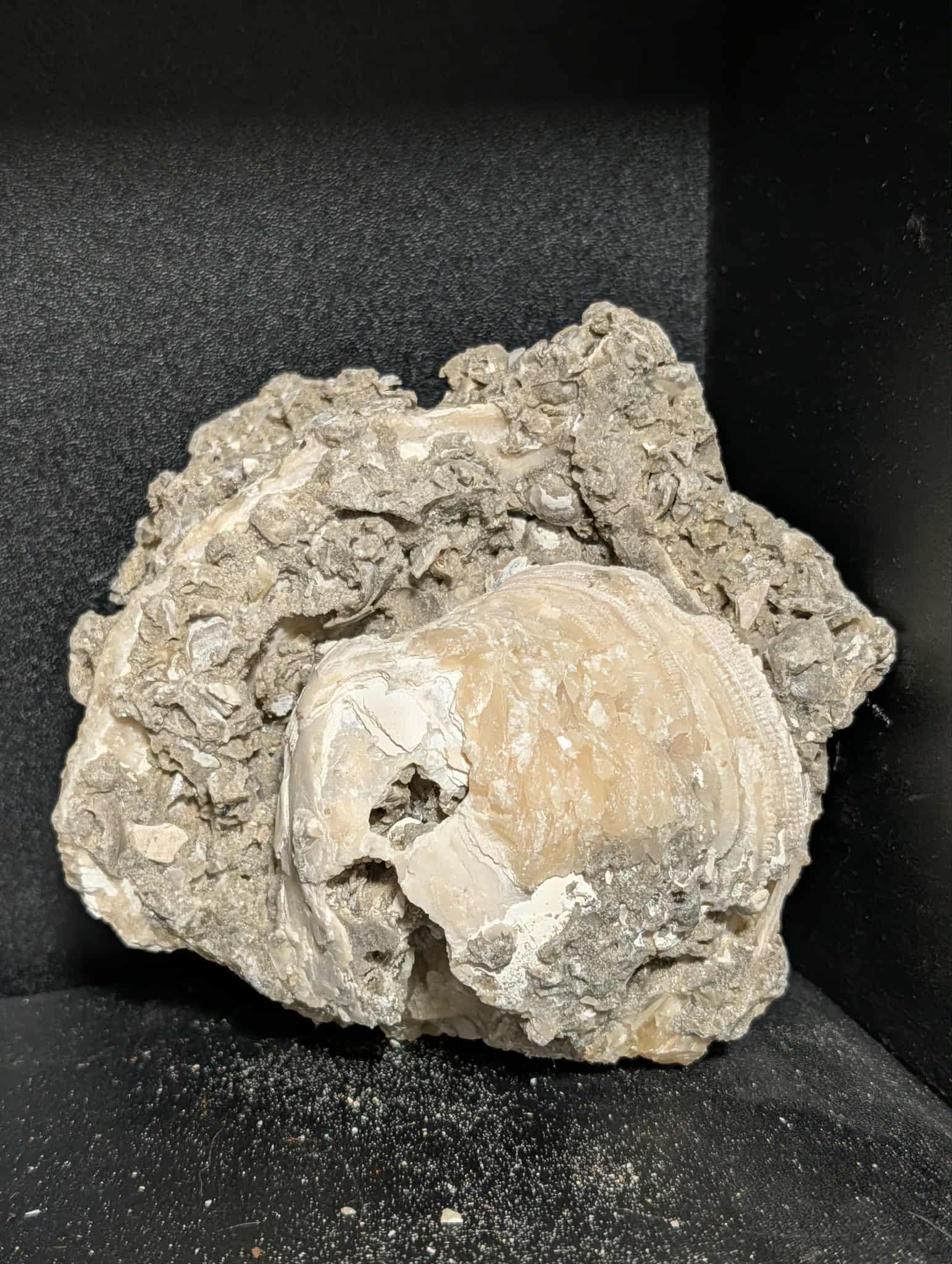 Large Fossilized Clam Specimen | Florida Fossils | Fort Drum Ancient ...
