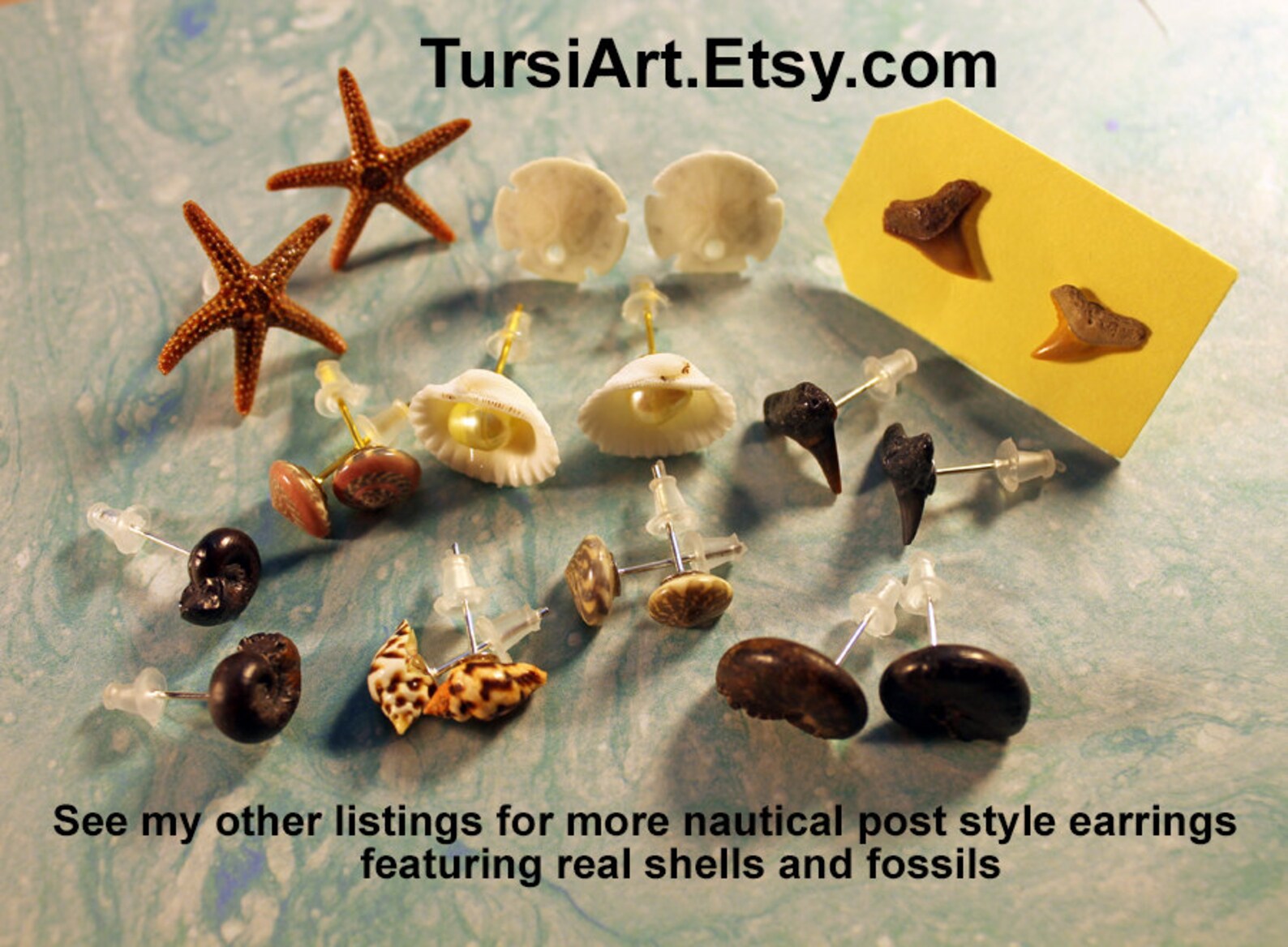 REAL Cat's Eye Shell Operculum Earrings Stud Earrings Gold - Etsy