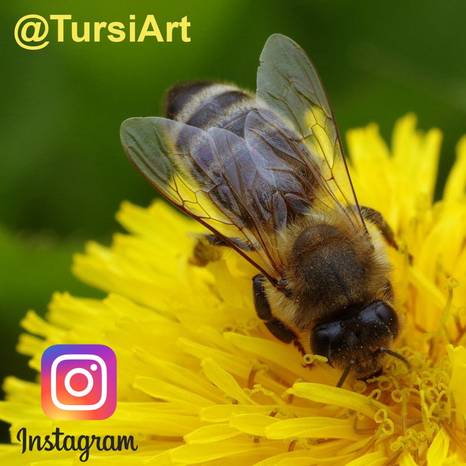Real Honey Bee Pendant. Real Bug Taxidermy Necklace. Preserved | Etsy