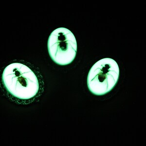 Glow in the Dark Honey Bee Pendant. Real Bug Taxidermy Necklace ...