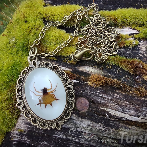 Preserved Insect Pendant - Etsy
