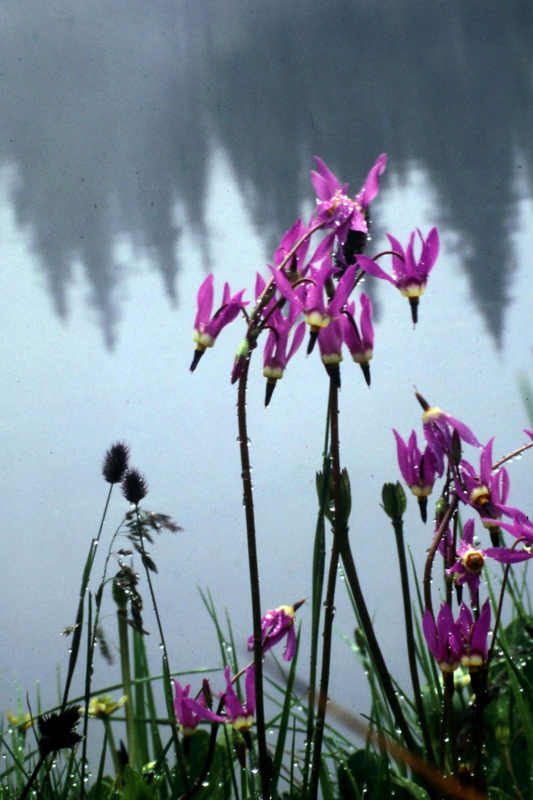 A Cluster of Lavender Shooting Star Flowers With Yellow Centers Stand ...