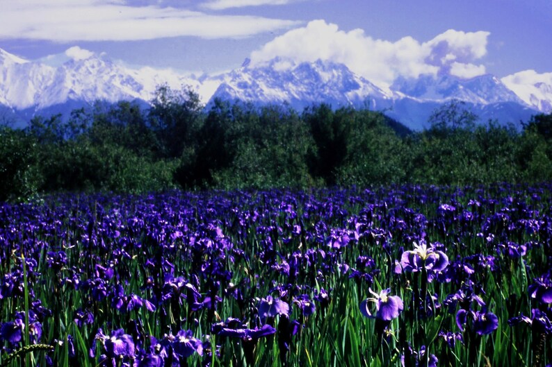 Alaska Landscape Print: Siberian Iris Field, Snow-capped Mountains - Etsy