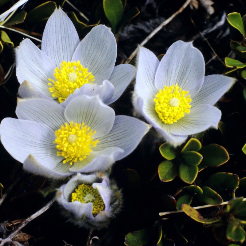 Pasque Flower - Etsy